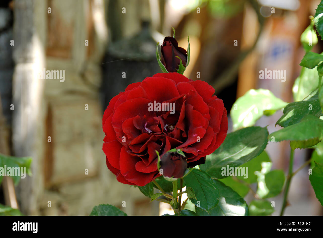 Dark red rose Stock Photo - Alamy