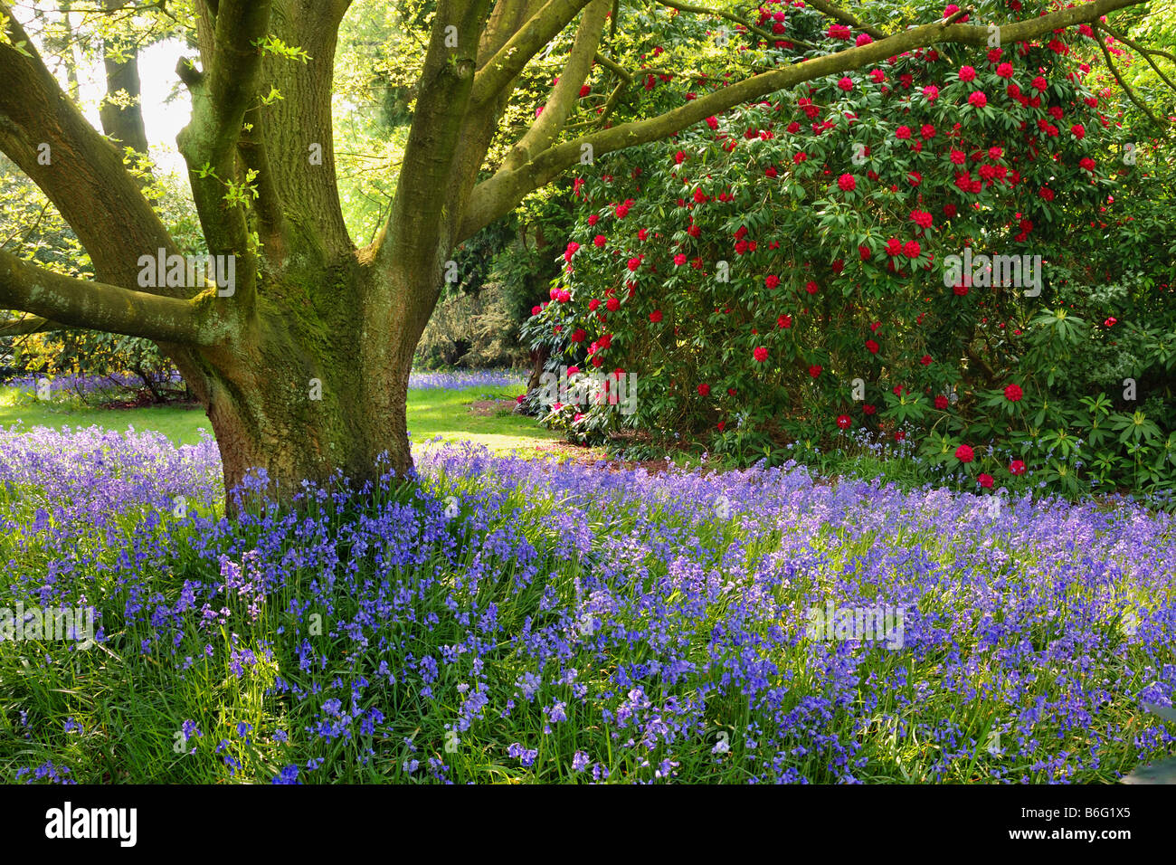 Bluebells in Spring Garden Stock Photo - Alamy