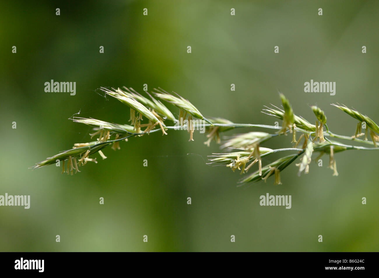 Grass blossom (Bromus Stock Photo - Alamy
