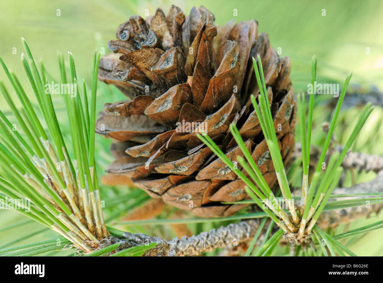 Close up of pinecones and new growth Stock Photo - Alamy