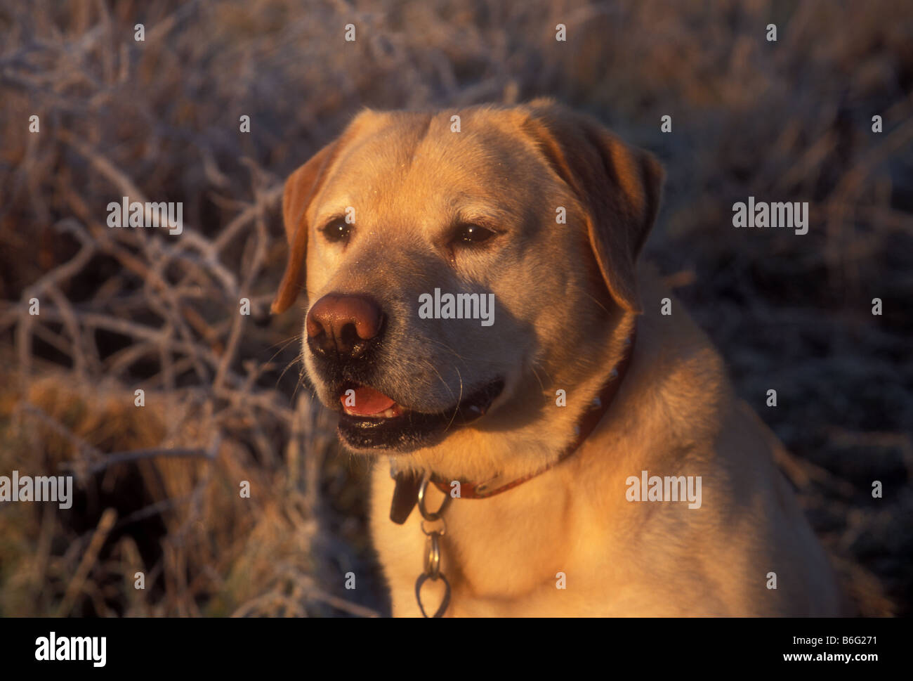 Golden Labrador outside with the sun reflecting on his face Stock Photo ...