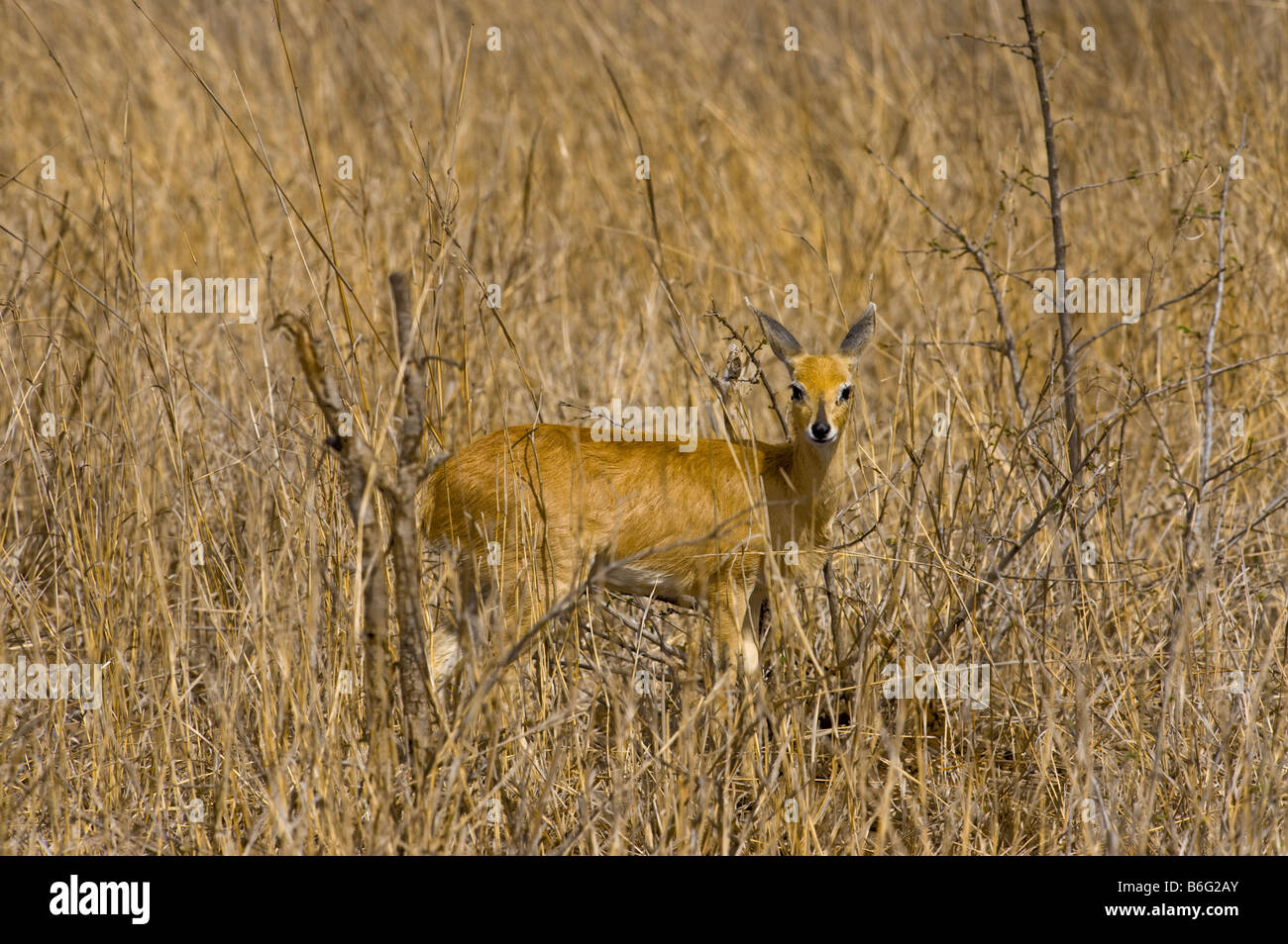 Woodland animal hi-res stock photography and images - Alamy