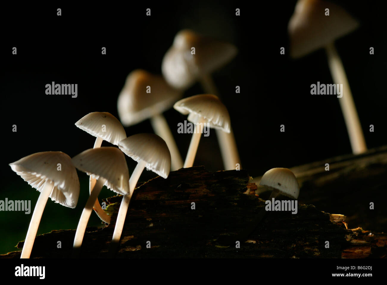 Clustered Bonnet Fungi High Resolution Stock Photography and Images - Alamy