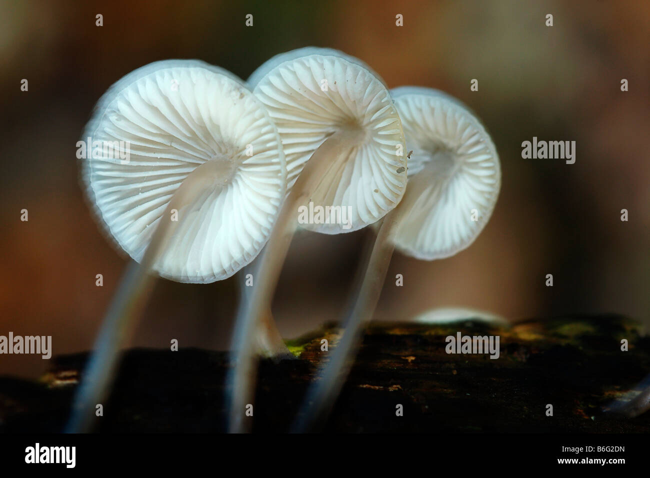 Clustered Bonnet white fungi Mycena inclinata growing on decaying wood ...