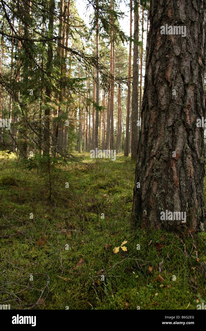 Copse fir forest pine tree trees hi-res stock photography and images ...