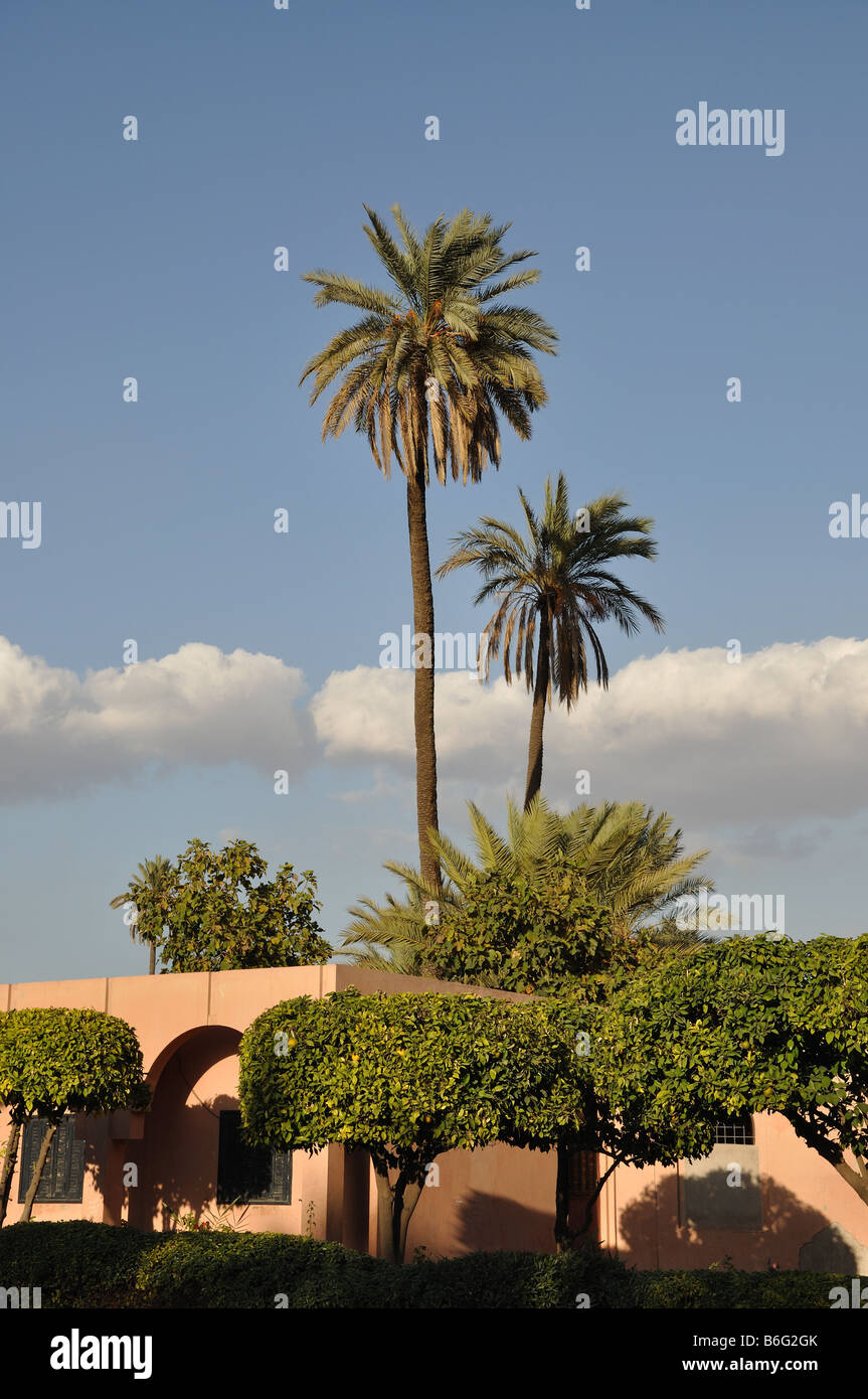 Palm trees in the city of Marrakech, Morocco Stock Photo - Alamy