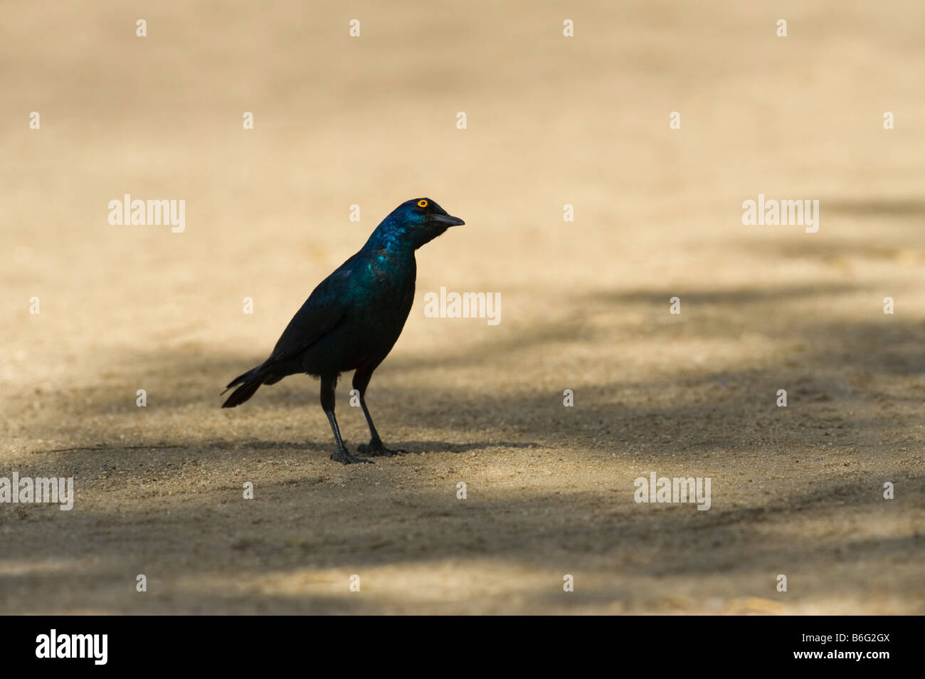 Splendid starling hi-res stock photography and images - Alamy