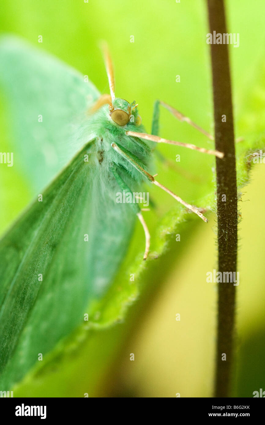 Large Emerald Moth on Leaf Stock Photo - Alamy