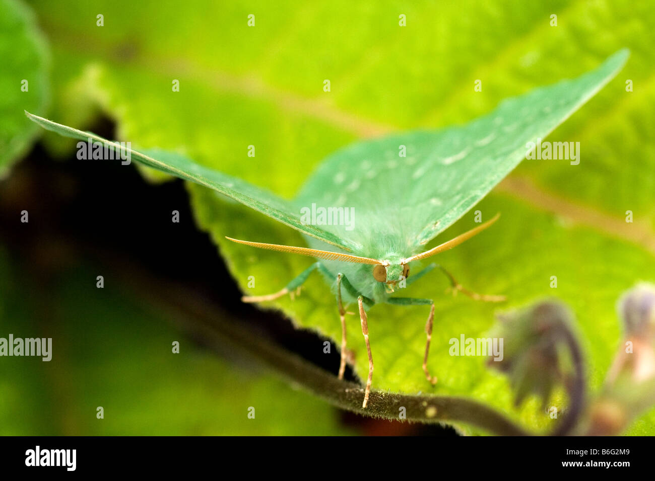 Large emerald moth hi-res stock photography and images - Alamy