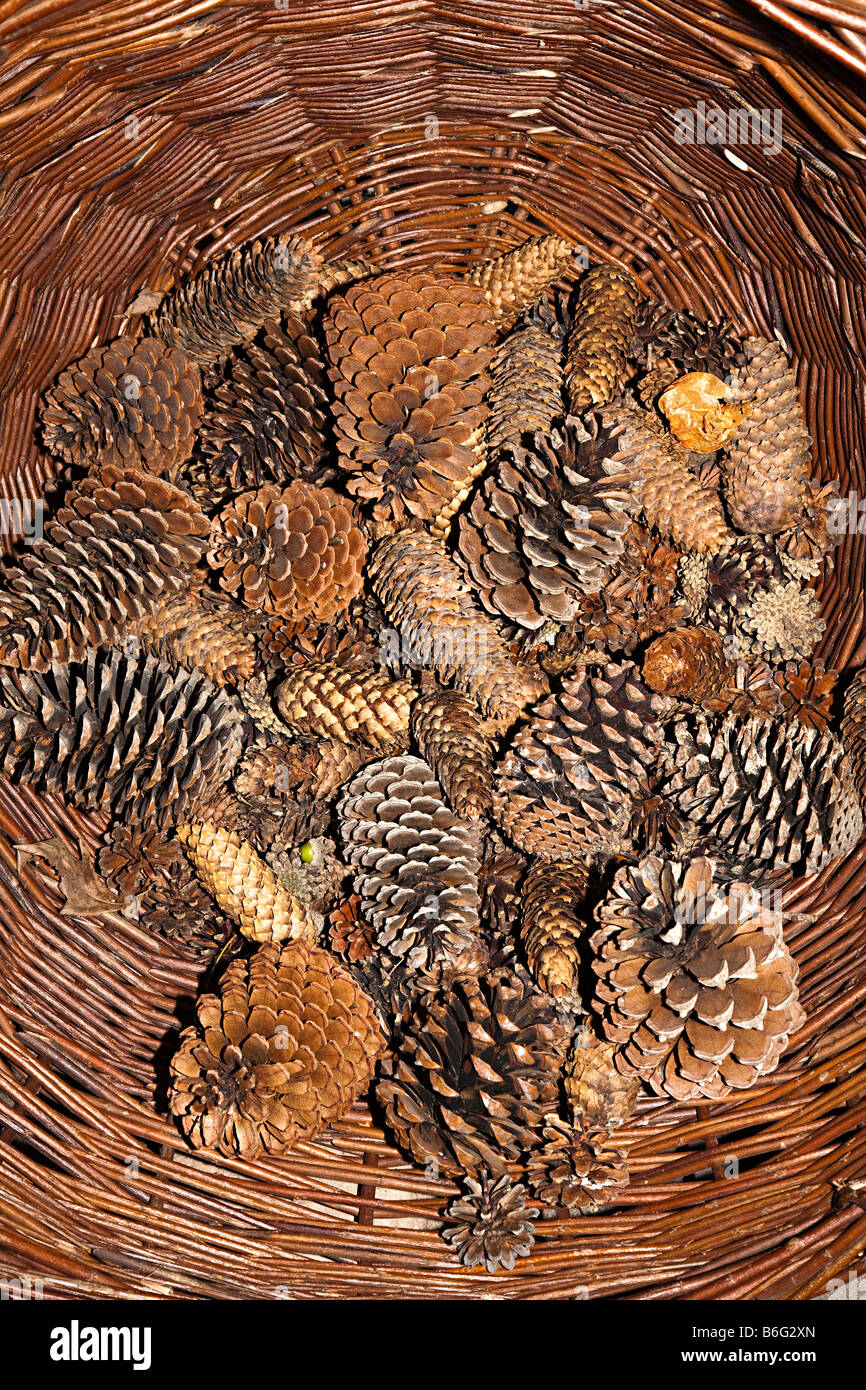 Basket of pine cones hi-res stock photography and images - Alamy