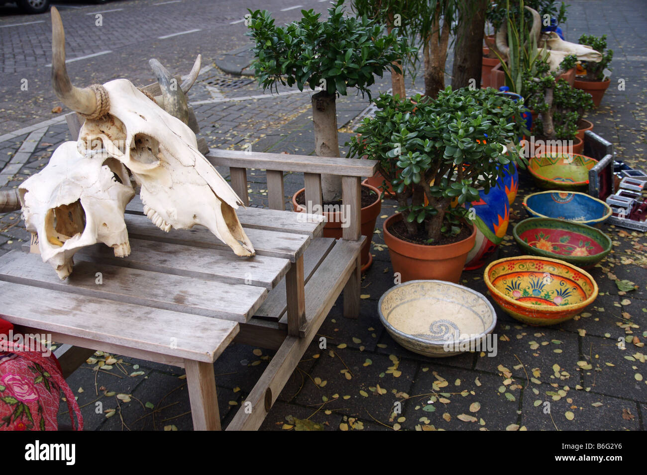 Buffalo skull bone on display with colourful bowls shop street ...