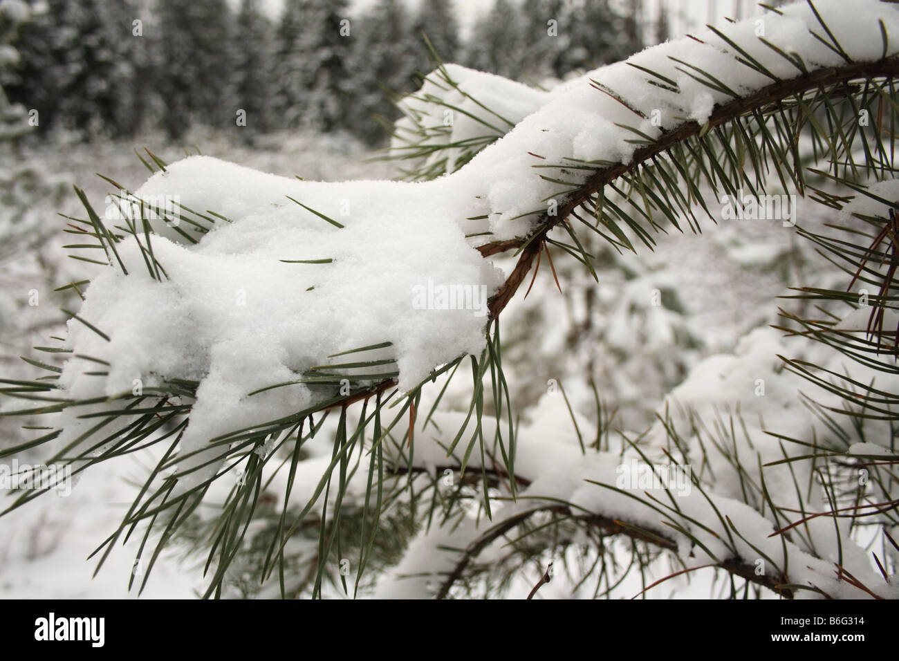 Pine tree branch covered with thick layer of snow Stock Photo - Alamy
