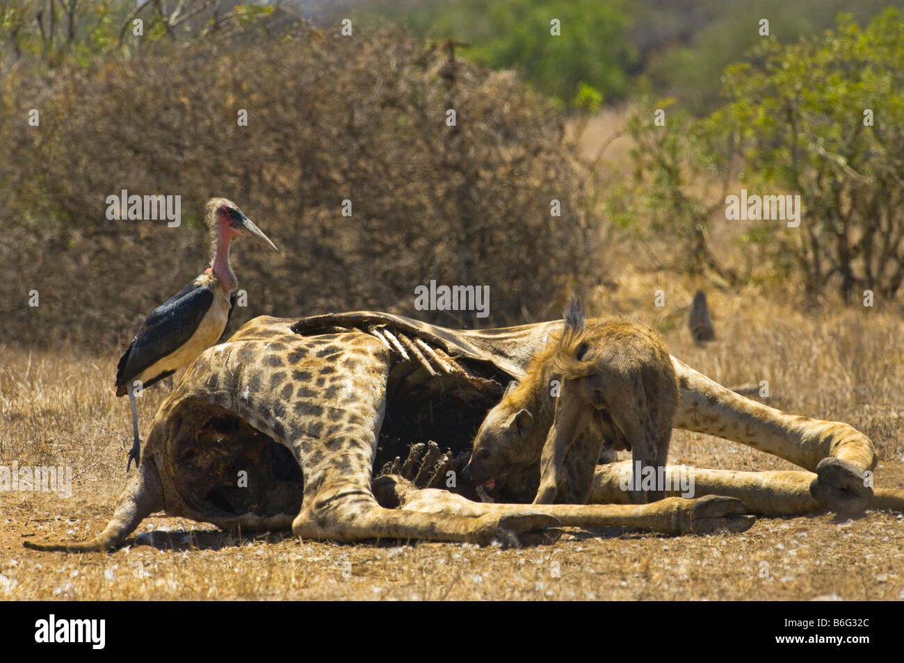 wildlife wild Spotted HYAENA carrion eating south-Afrika south africa ...