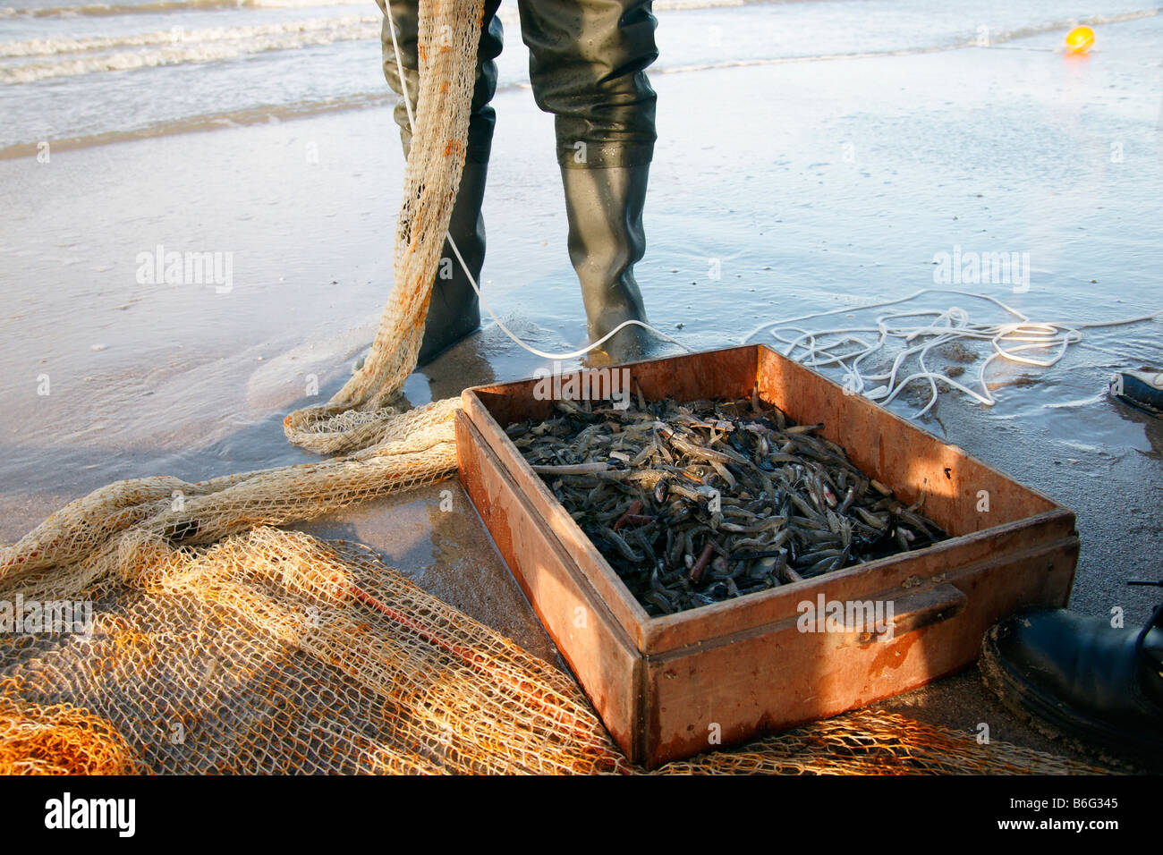 Man with catched prawns in box net on sand in shallow water of sea at ...