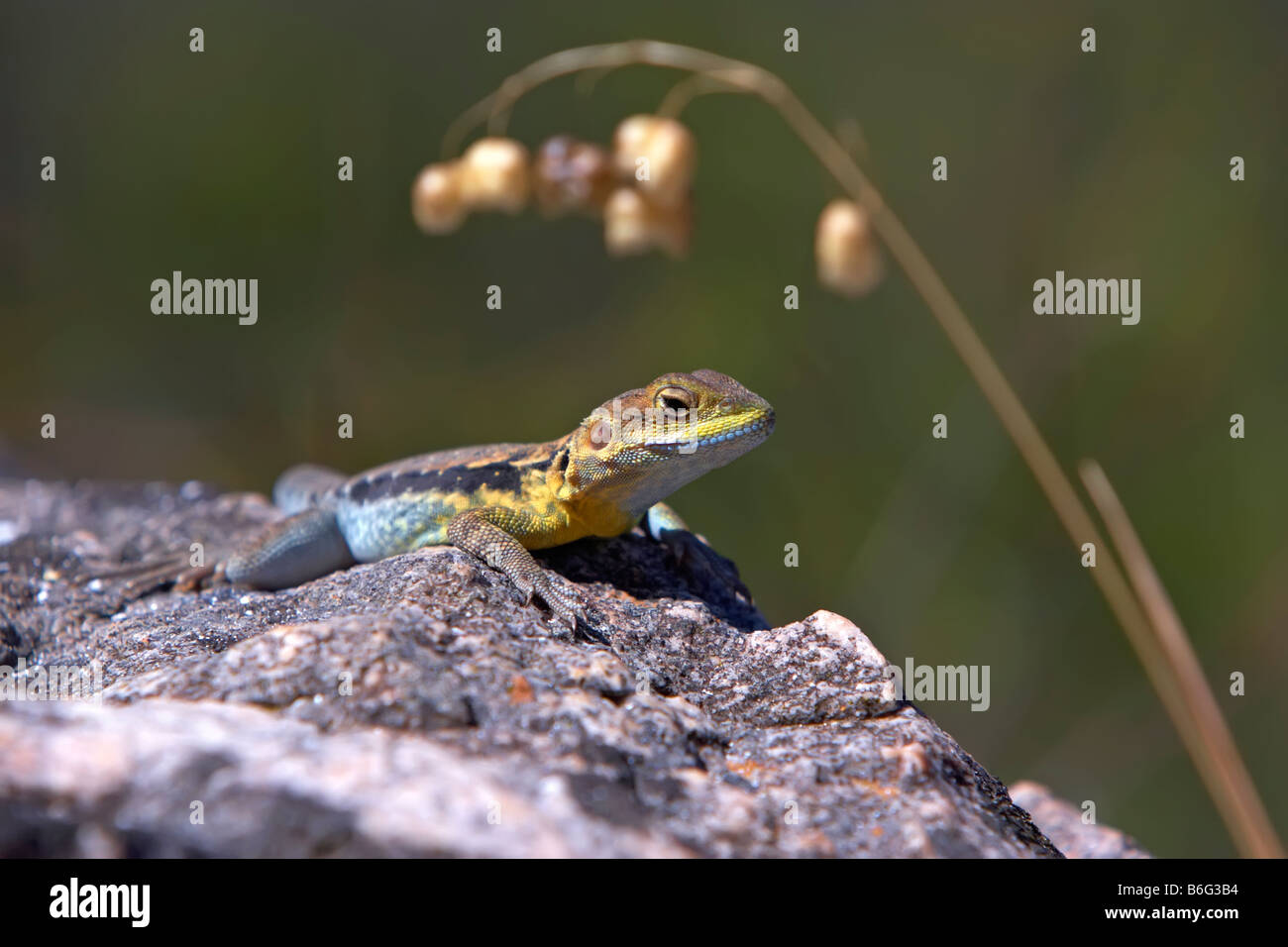Colourful dragon hi-res stock photography and images - Alamy