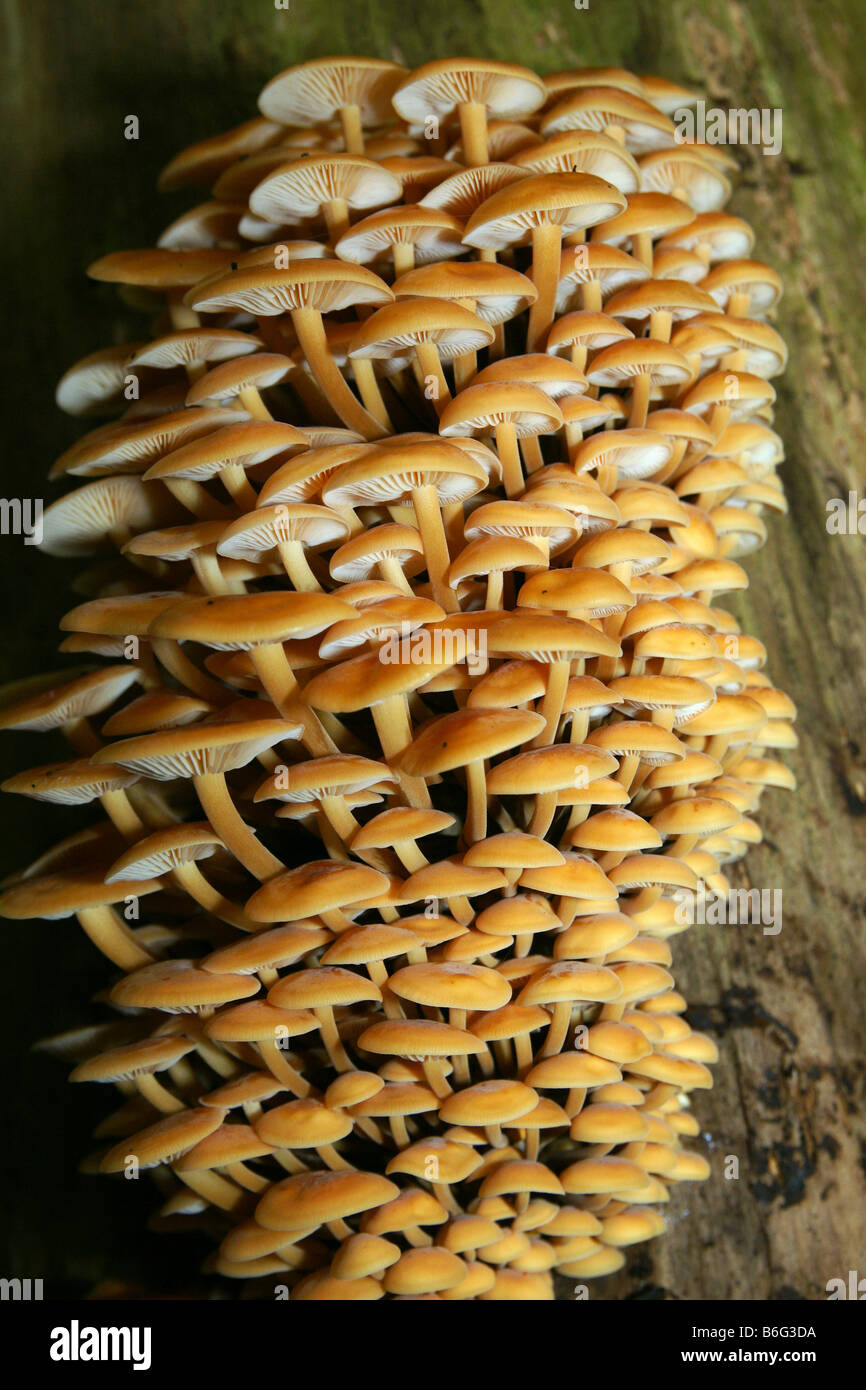 Winter fungus Flammulina velutipes fruiting bodies growing on wood many ...
