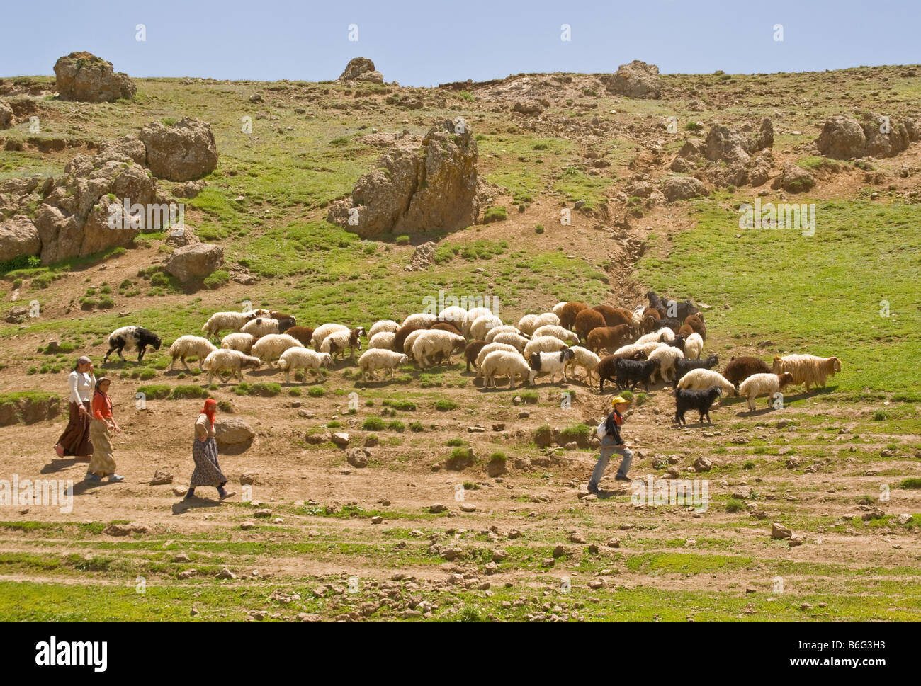 Boy herding hi-res stock photography and images - Alamy