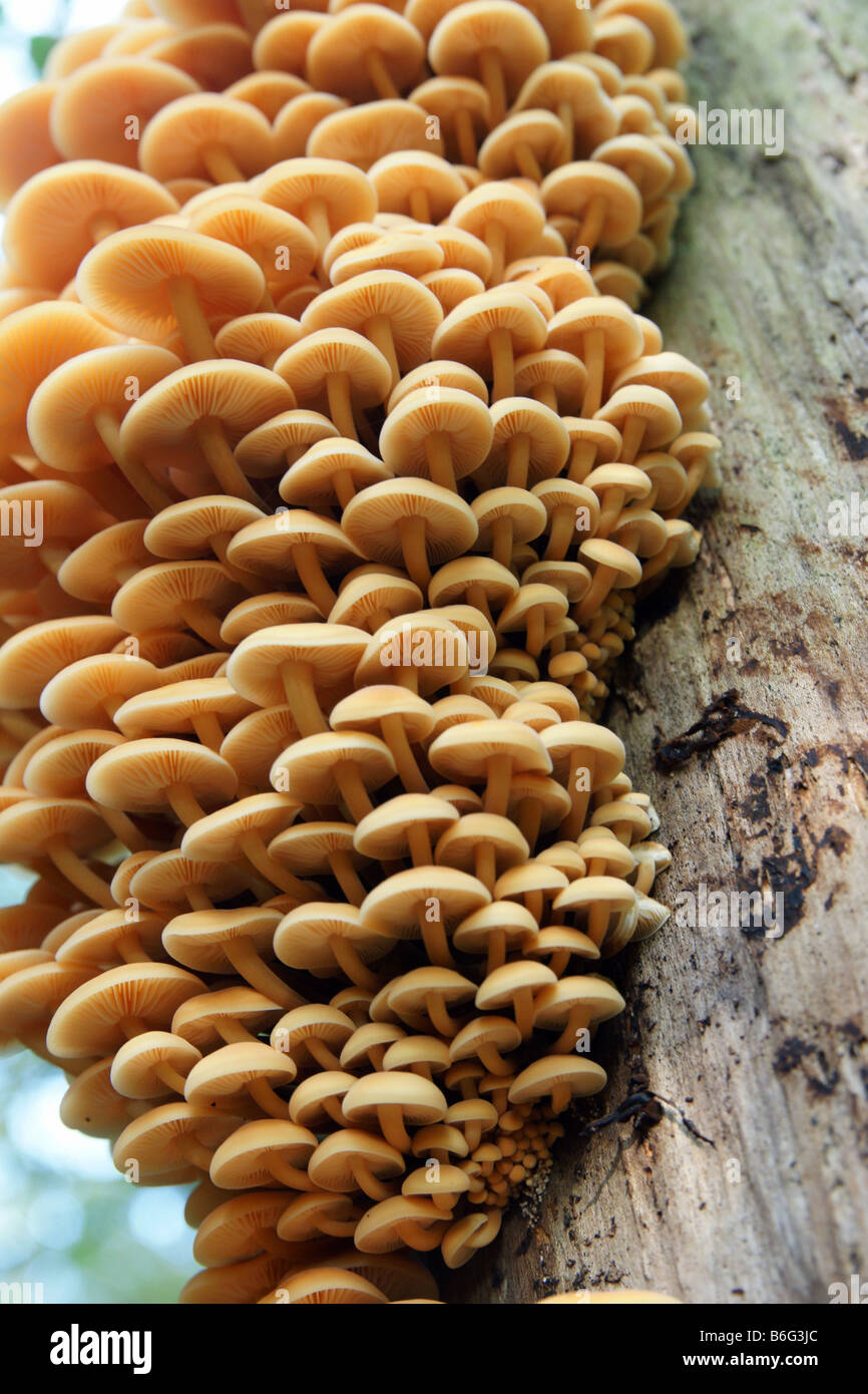 Winter fungus Flammulina velutipes fruiting bodies growing on wood many ...