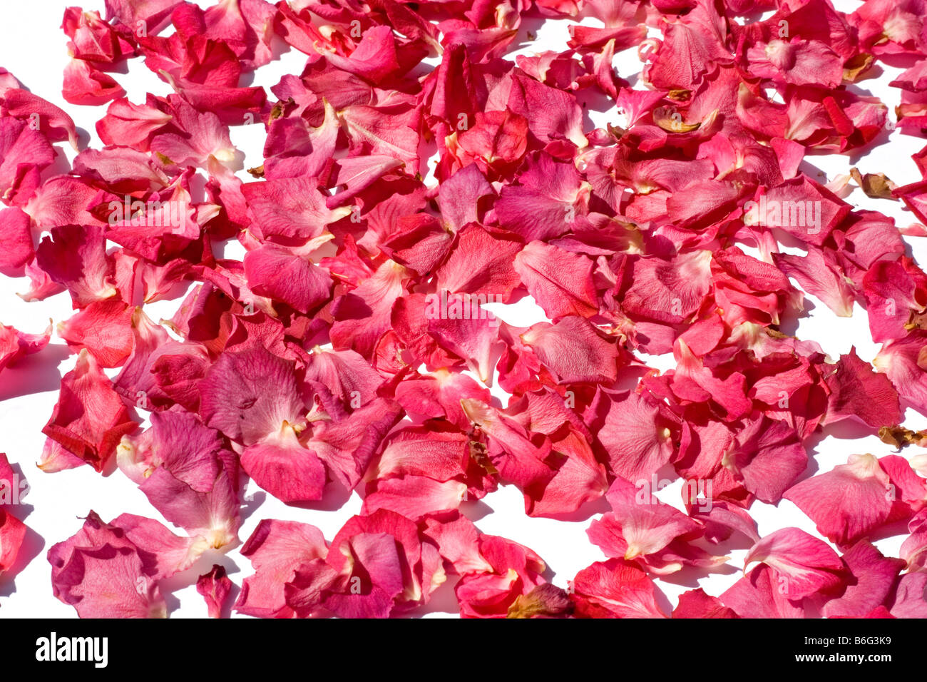 Scattered rose petals Stock Photo - Alamy
