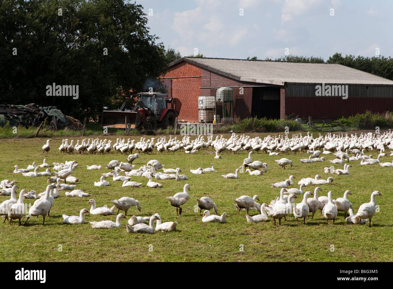 German geese hi-res stock photography and images - Alamy