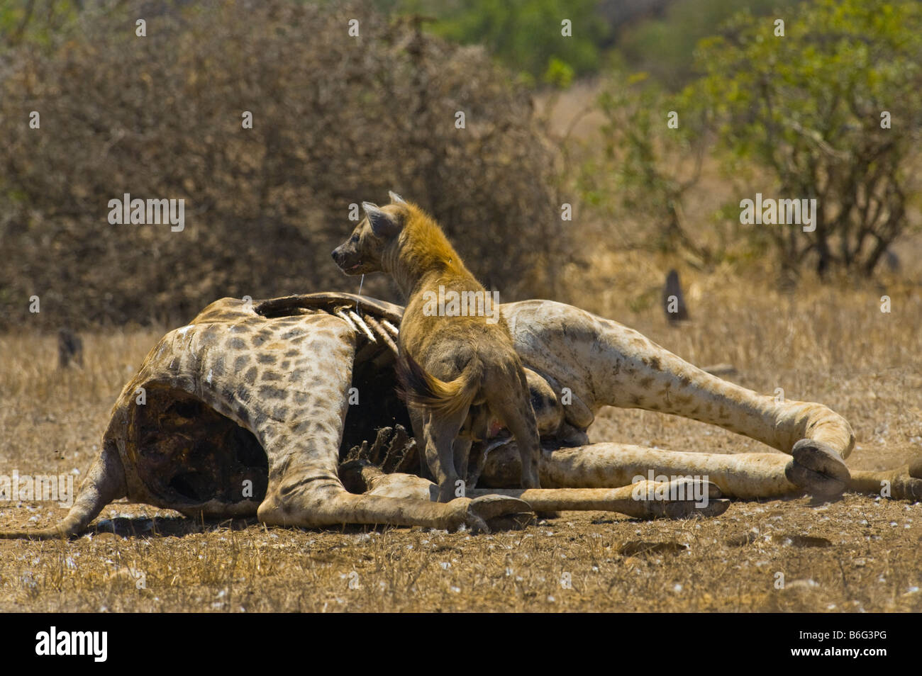 wildlife wild Spotted HYAENA carrion eating south-Afrika south africa ...