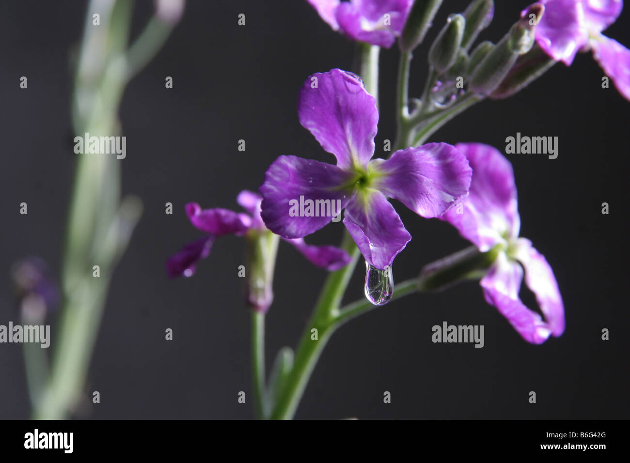 Alheli in the night Stock Photo - Alamy