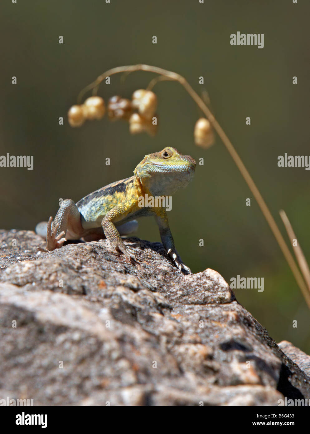 Painted lizard hi-res stock photography and images - Alamy