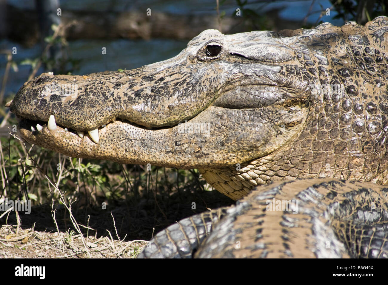 Smiling Aligator Everglades National Park Florida Stock Photo - Alamy