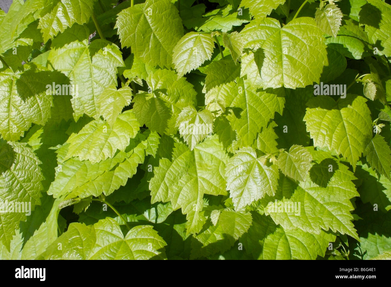 Leafy green background Stock Photo - Alamy