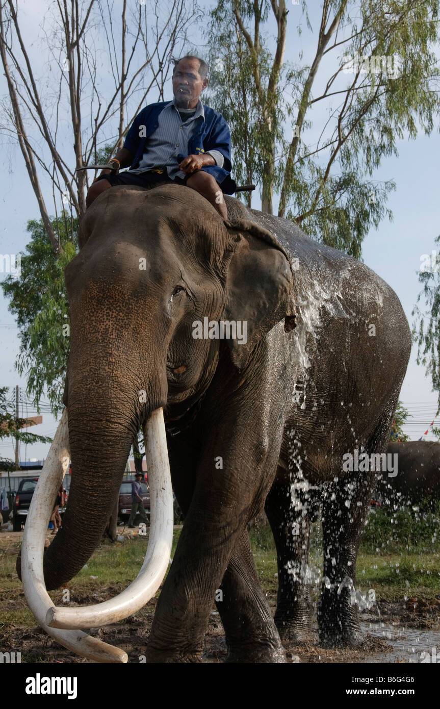 Asian elephant ivory tusks hi-res stock photography and images - Alamy