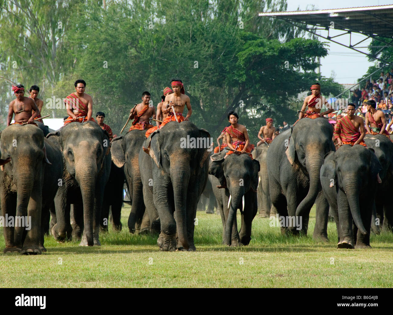 mahouts and their elephants at the Elephant Roundup in Surin Thailand ...
