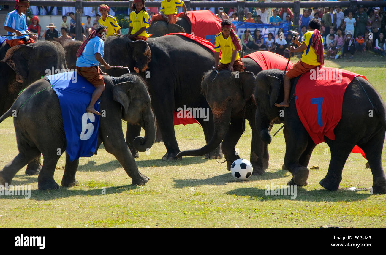 elephants playing football at the Surin Elephant Roundup in Thailand ...