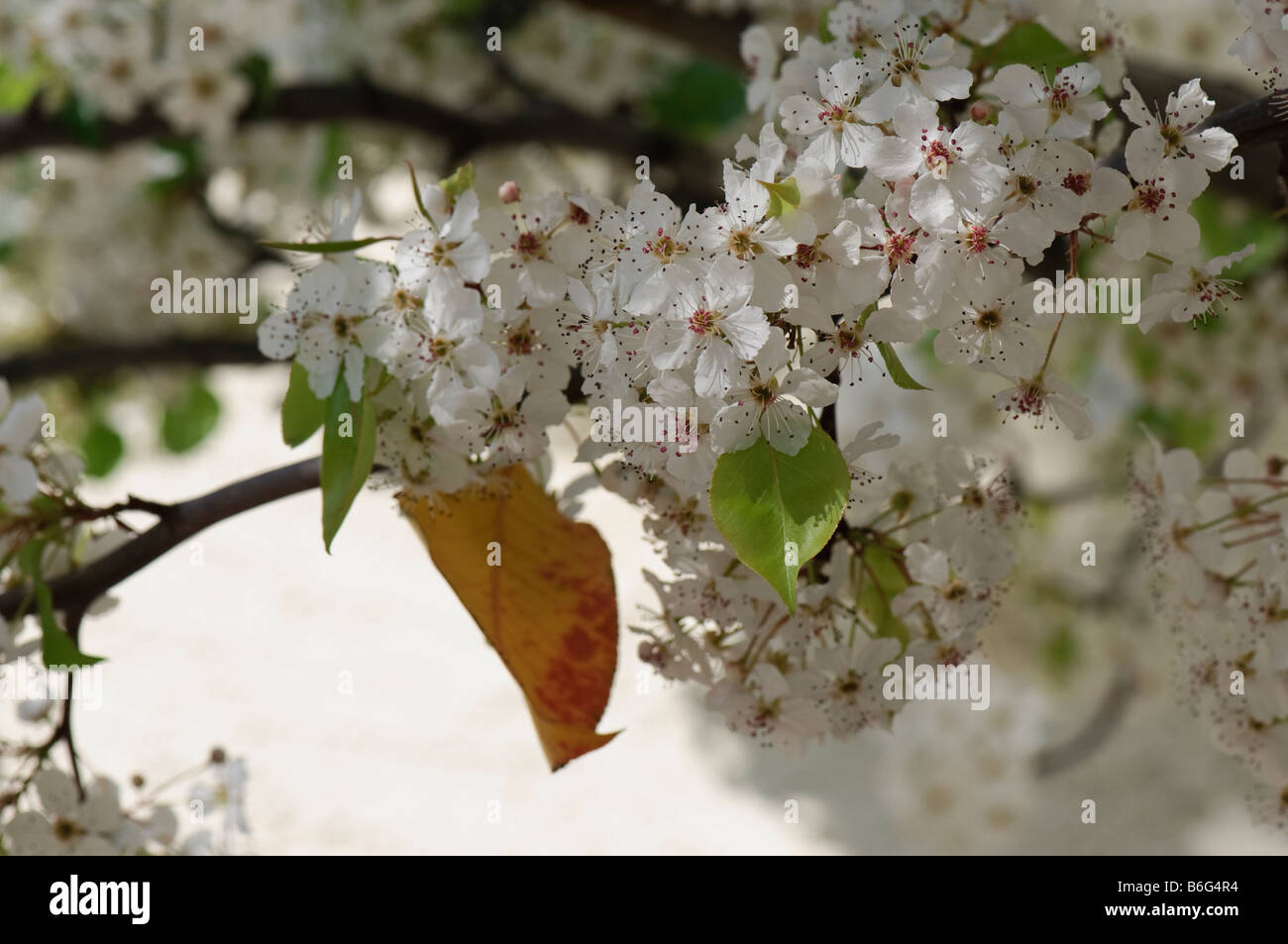 Ornamental pear tree hi-res stock photography and images - Alamy
