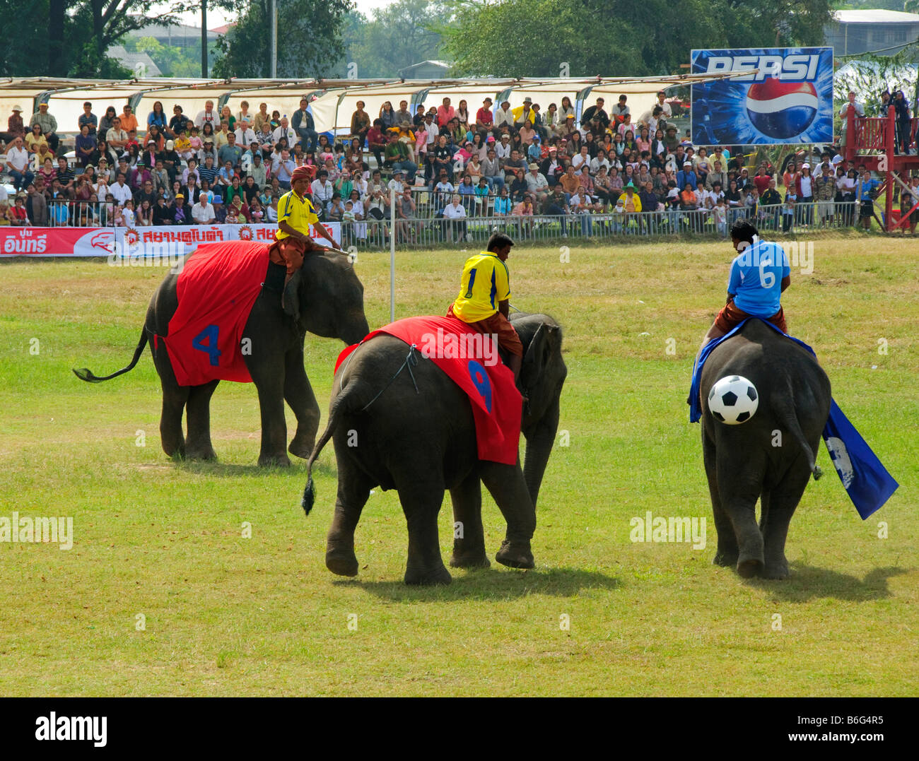 elephants playing football at the Surin Elephant Roundup in Thailand ...