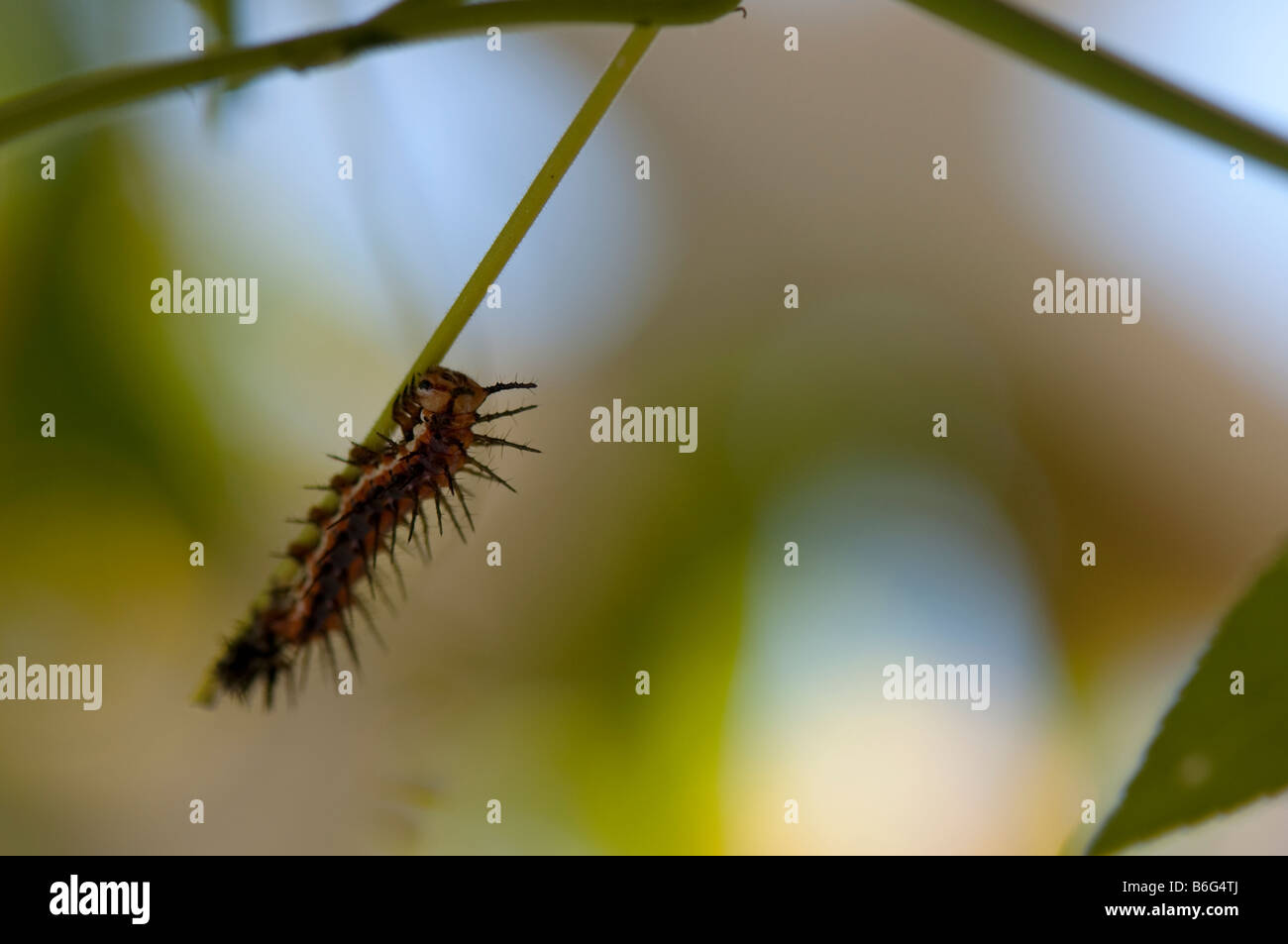 Caterpillar exoskeleton hi-res stock photography and images - Alamy