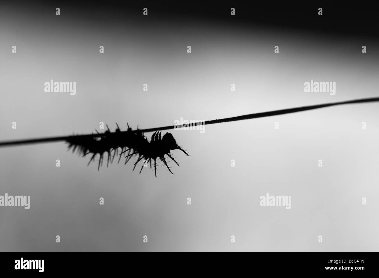 Caterpillar exoskeleton hi-res stock photography and images - Alamy