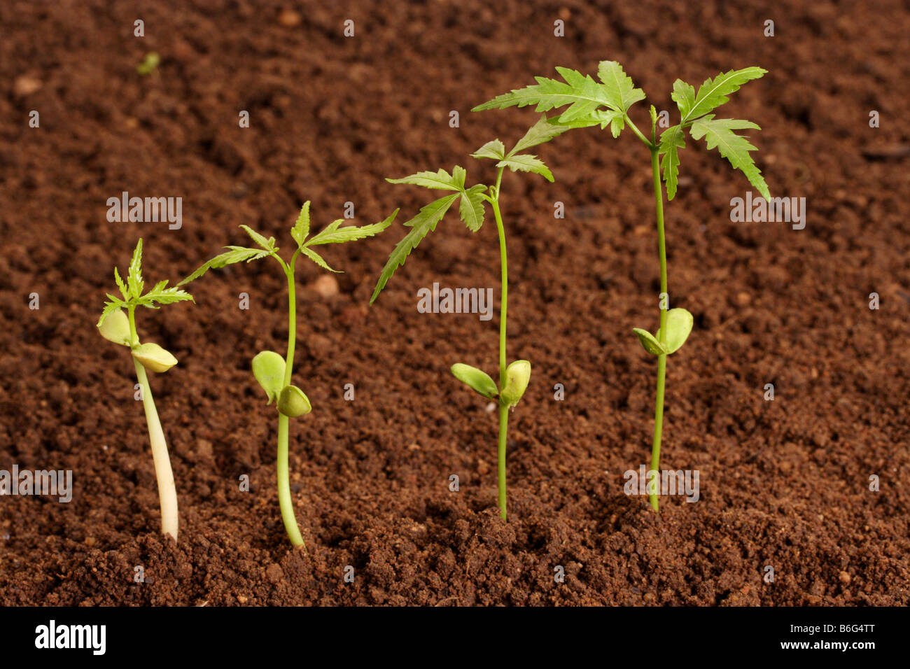 Stages of plant growth High Resolution Stock Photography and Images - Alamy