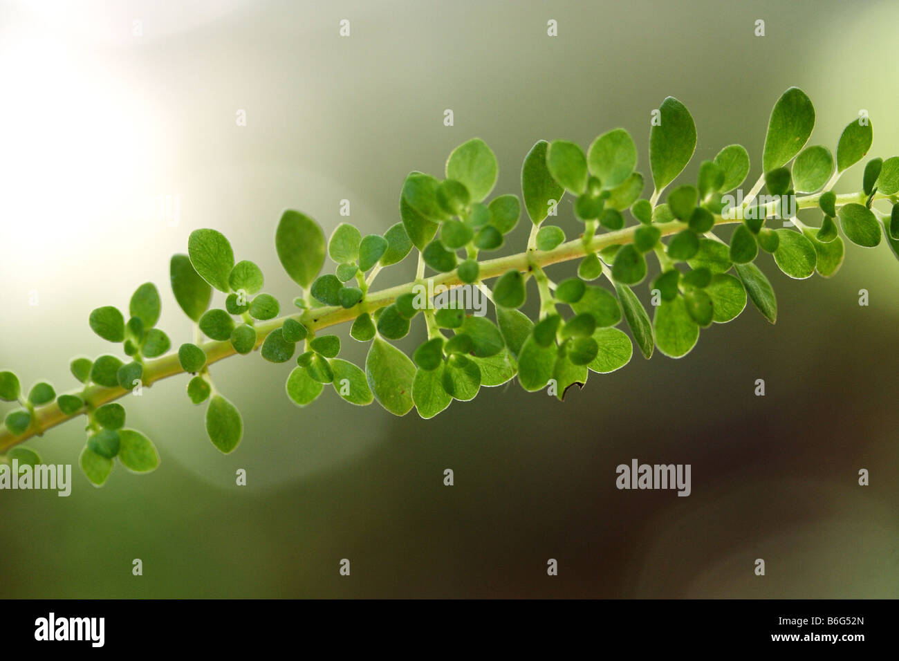 Tiny green leaves Stock Photo - Alamy