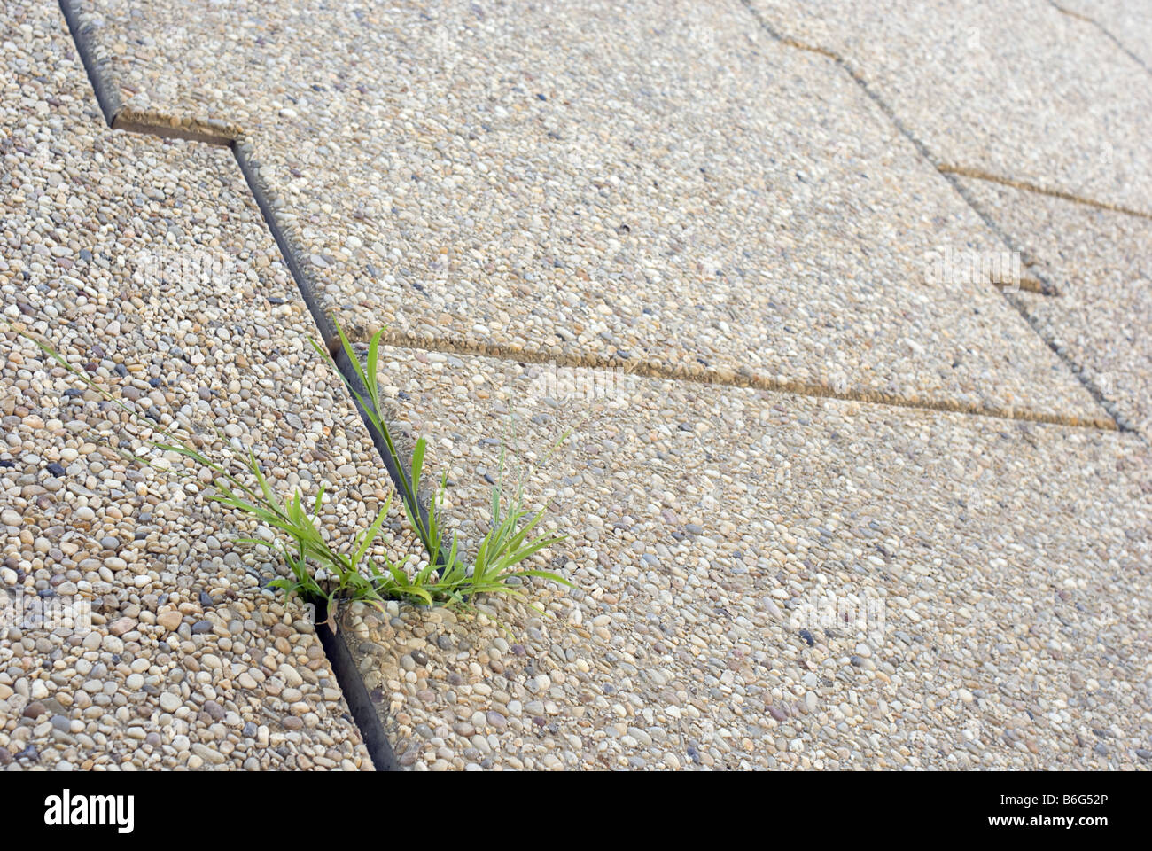 Conceptual photograph of nature surviving in a built environment Stock ...