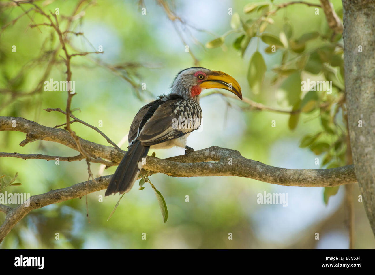 Southern Yellow-billed Hornbill yellow bill billed Tockus leucomelas ...