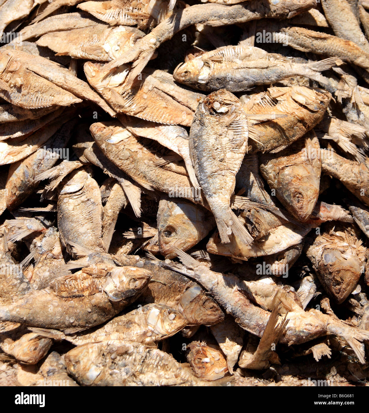 Pile of dried fish on a Typical Market day in camp Robin Madagscar ...