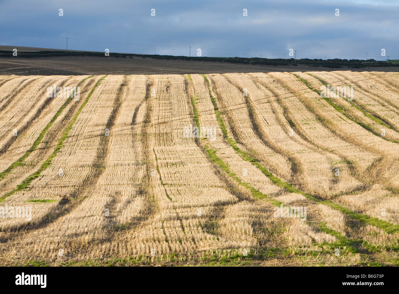 Corn field scotland hi-res stock photography and images - Alamy