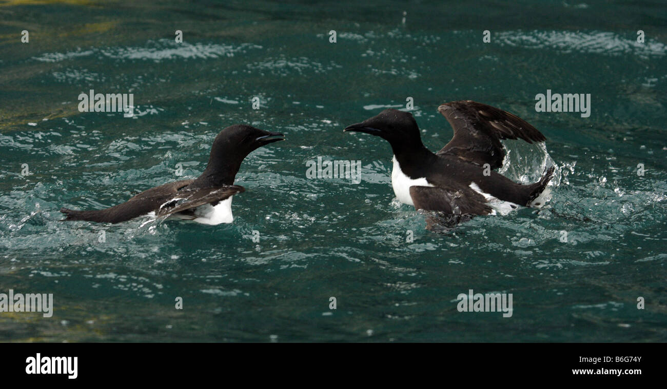 Guillemot Birds in the Arctic Stock Photo - Alamy