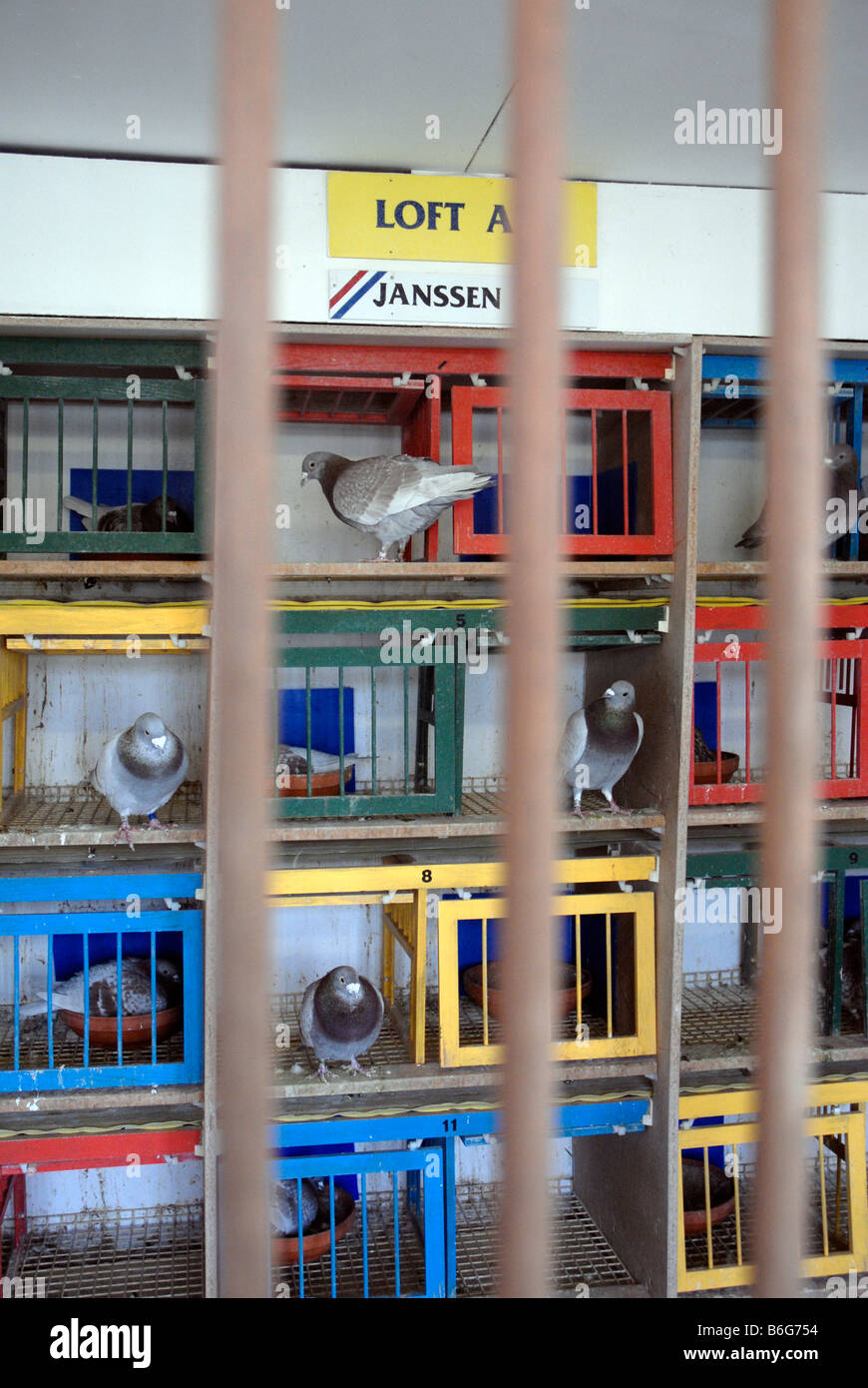 Pigeons, pigeon fancying Stock Photo - Alamy