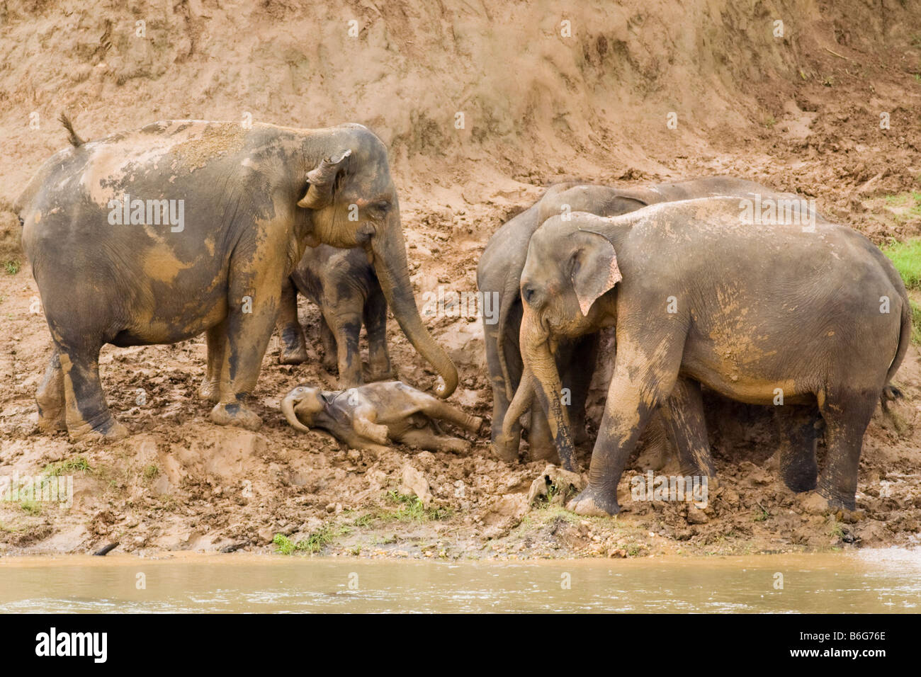 Group indian elephants in hi-res stock photography and images - Alamy
