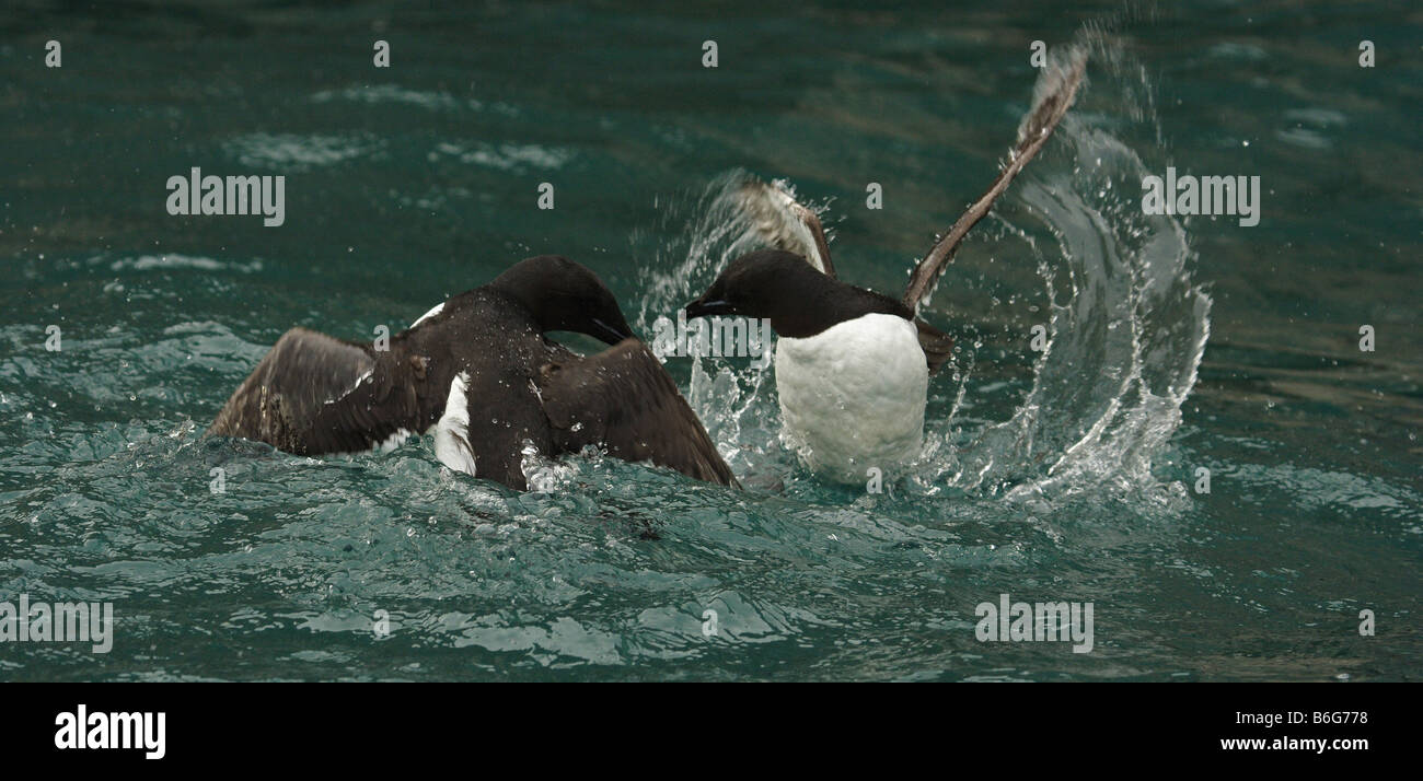 Guillemot Birds in the Arctic Stock Photo - Alamy