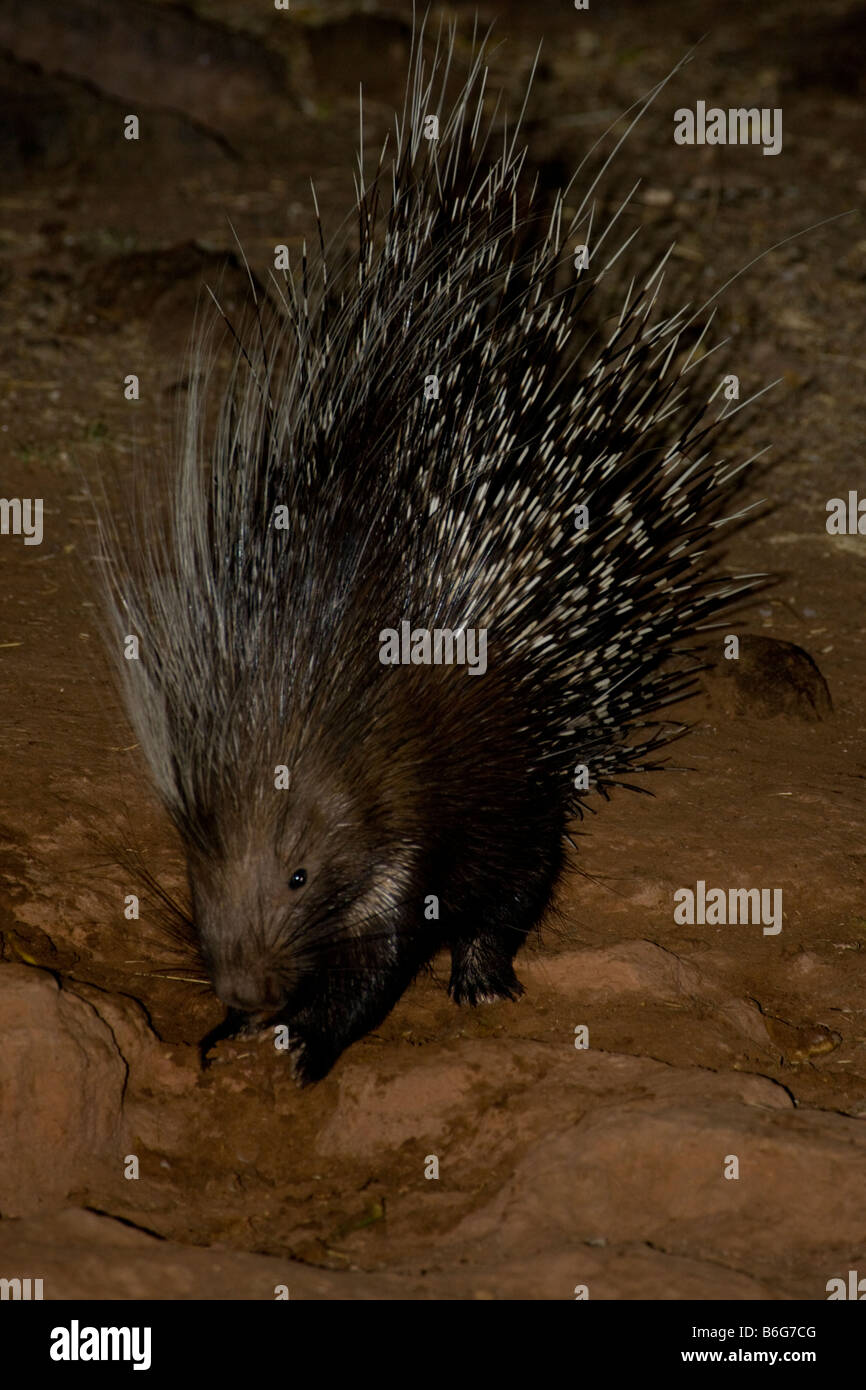 Porcupine crest hi-res stock photography and images - Alamy