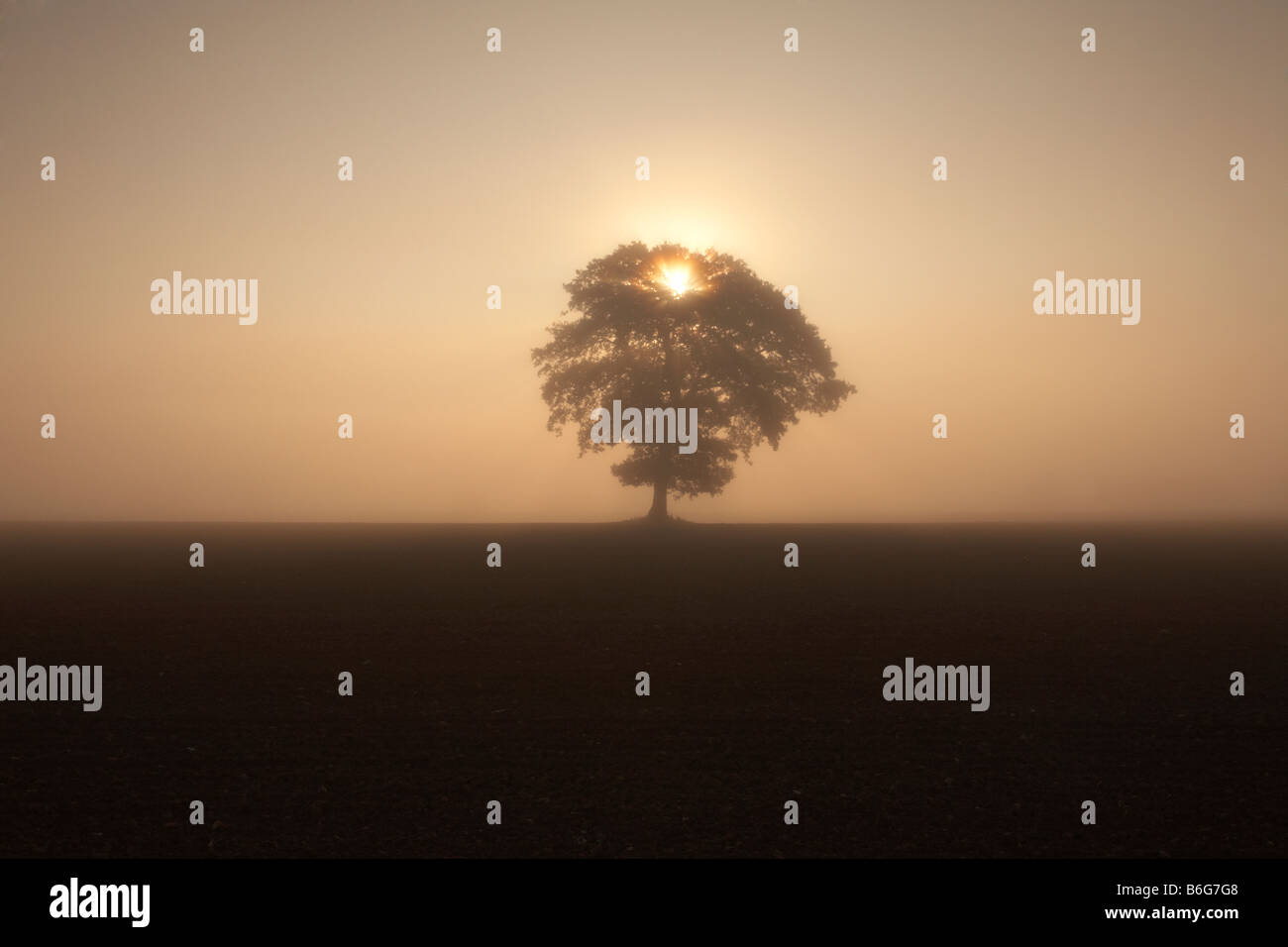 Mist field norfolk england hi-res stock photography and images - Alamy