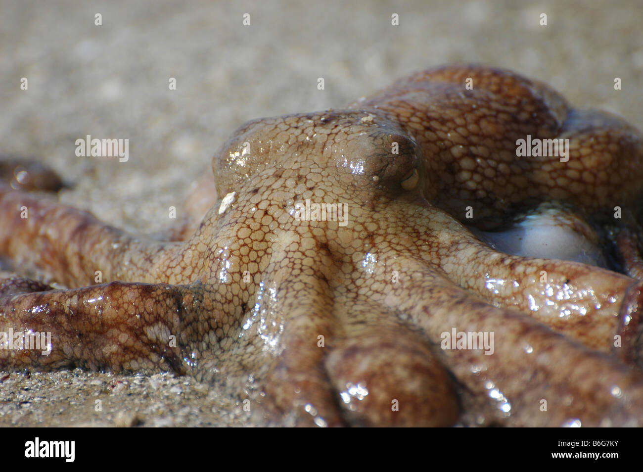 Israel Atlit an Octopus washed to the Mediterranean sea shore Stock ...