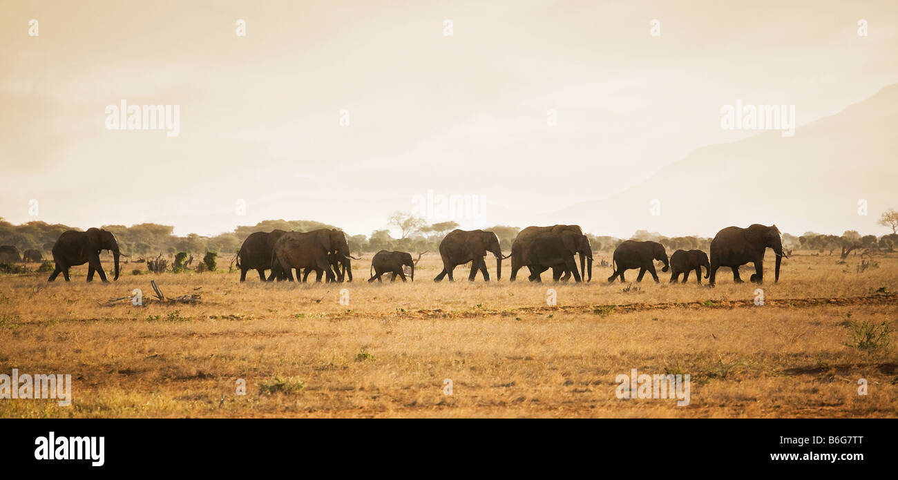 A Herd of Elephants running in the Bush in Kenya Stock Photo - Alamy